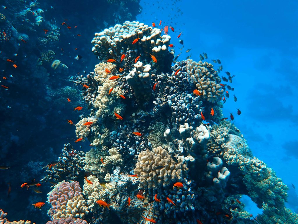 Adult Coral Reefs: Frozen and Revived for the First Time - Femi fabble